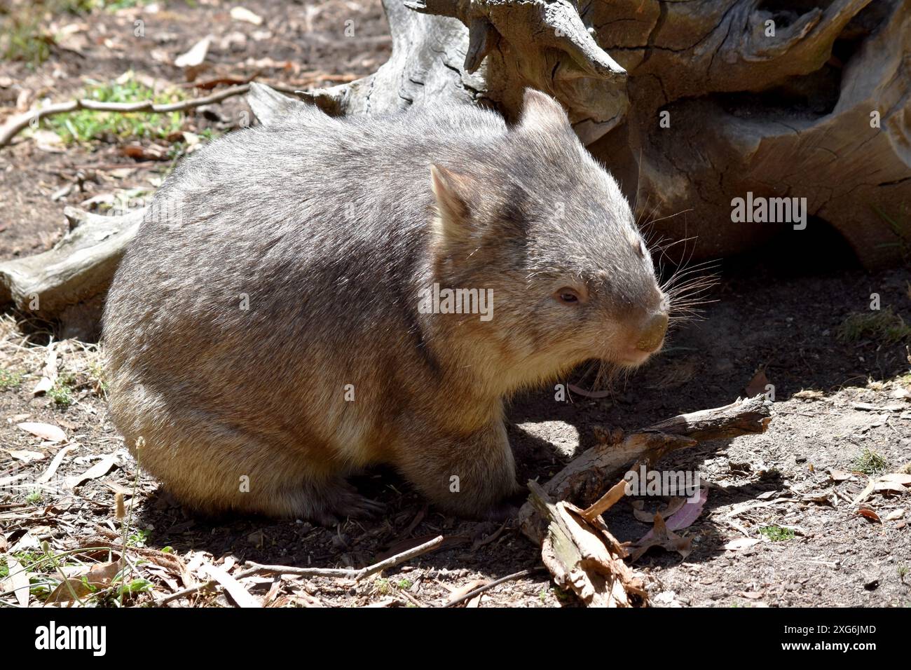 The Common Wombat has a large nose which is shiny black, much like that ...