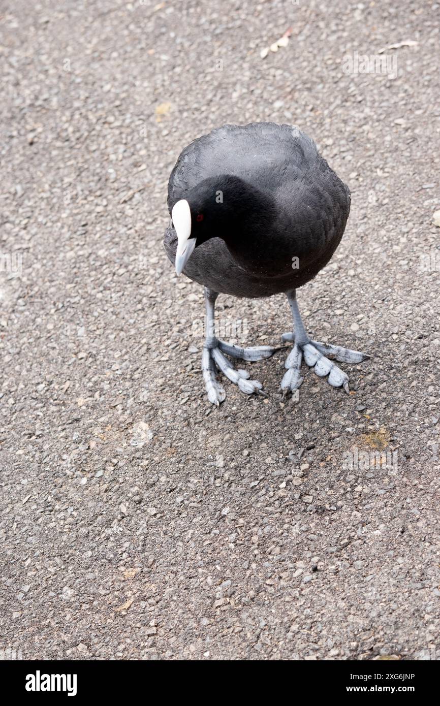 The Eurasian coot is a black sea bird with a white frontal shield Stock ...