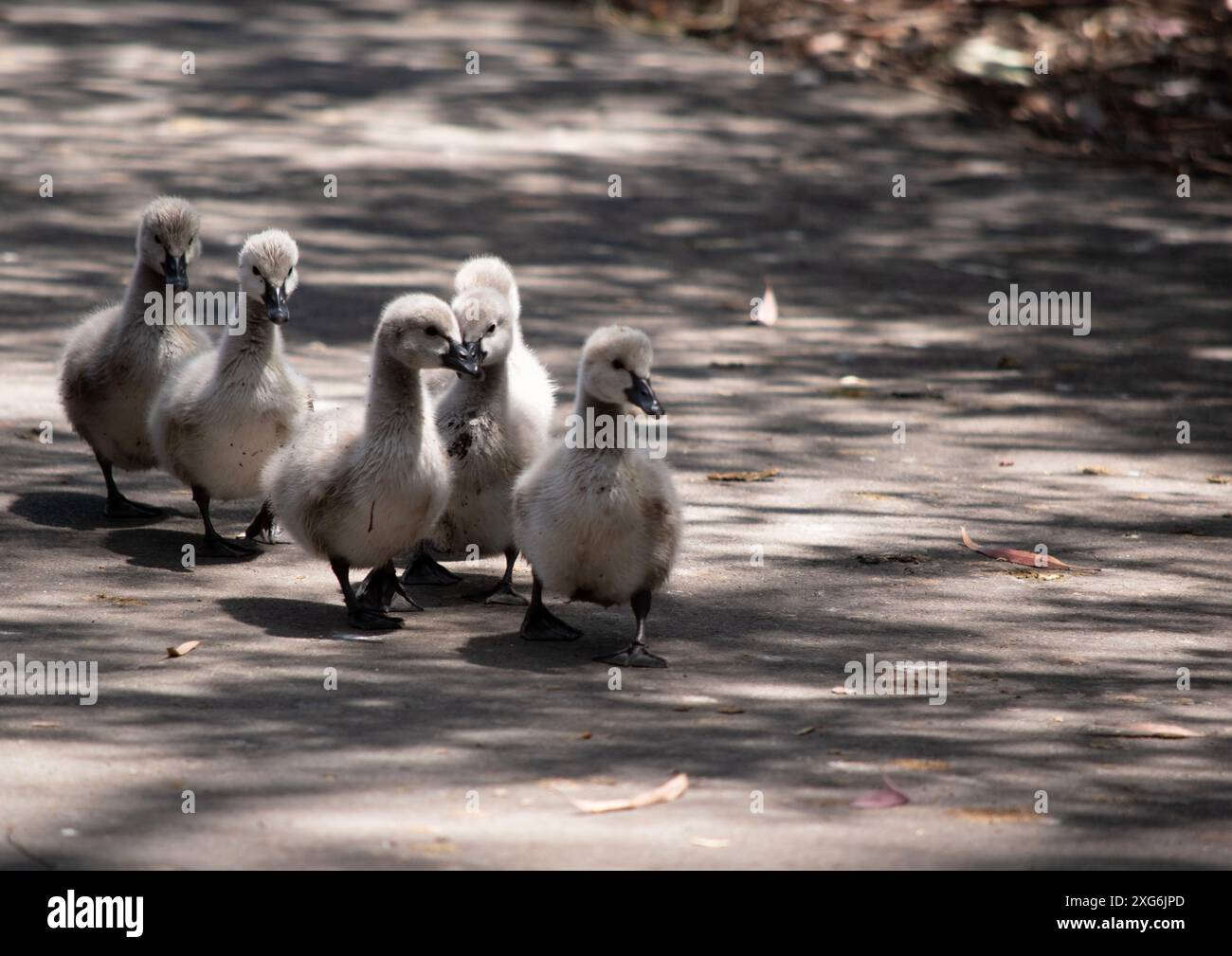 the cygnets are walking along a path Stock Photo - Alamy