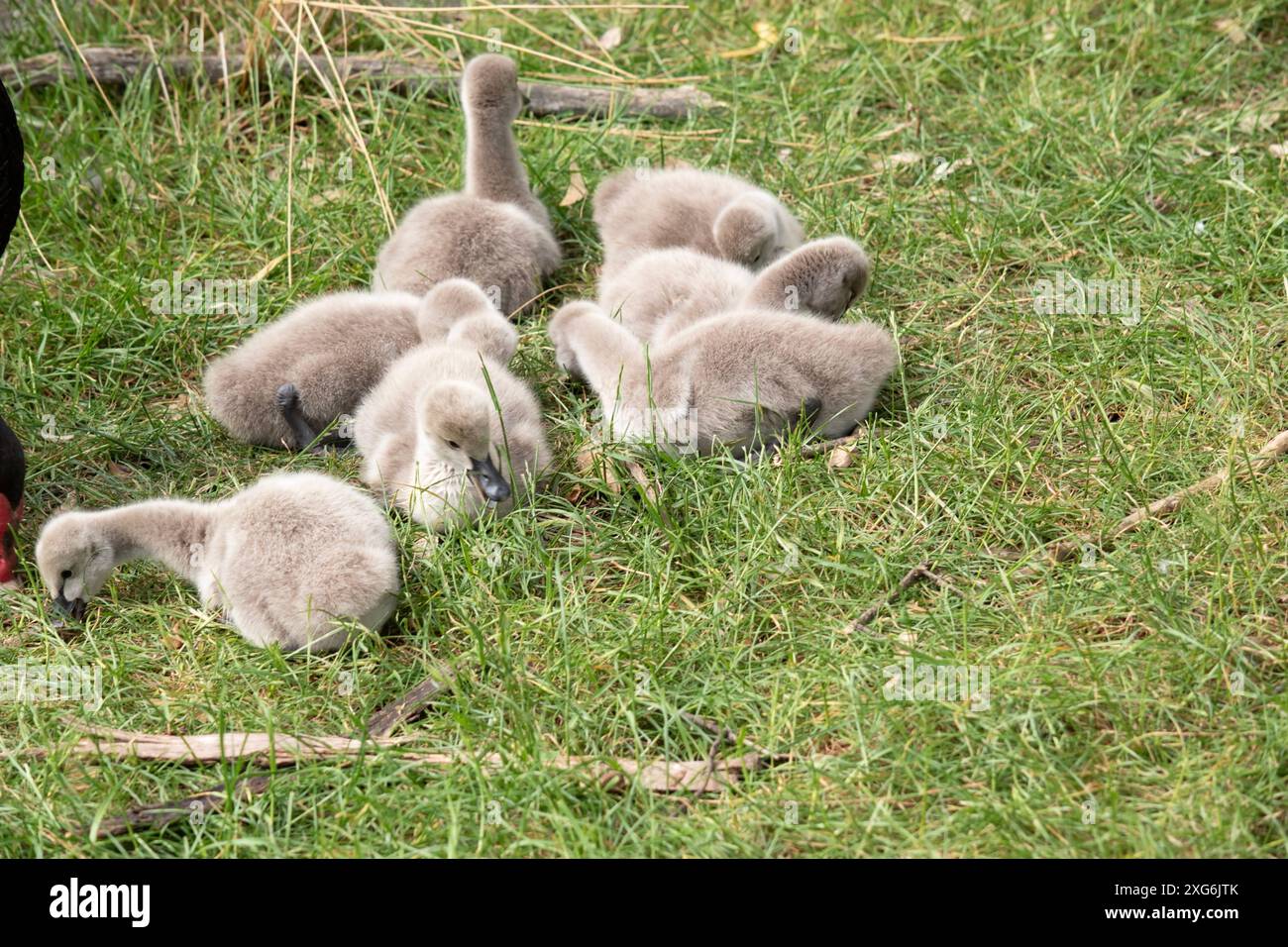 Cygnets are grey when they hatch with black beaks and gradually turn ...