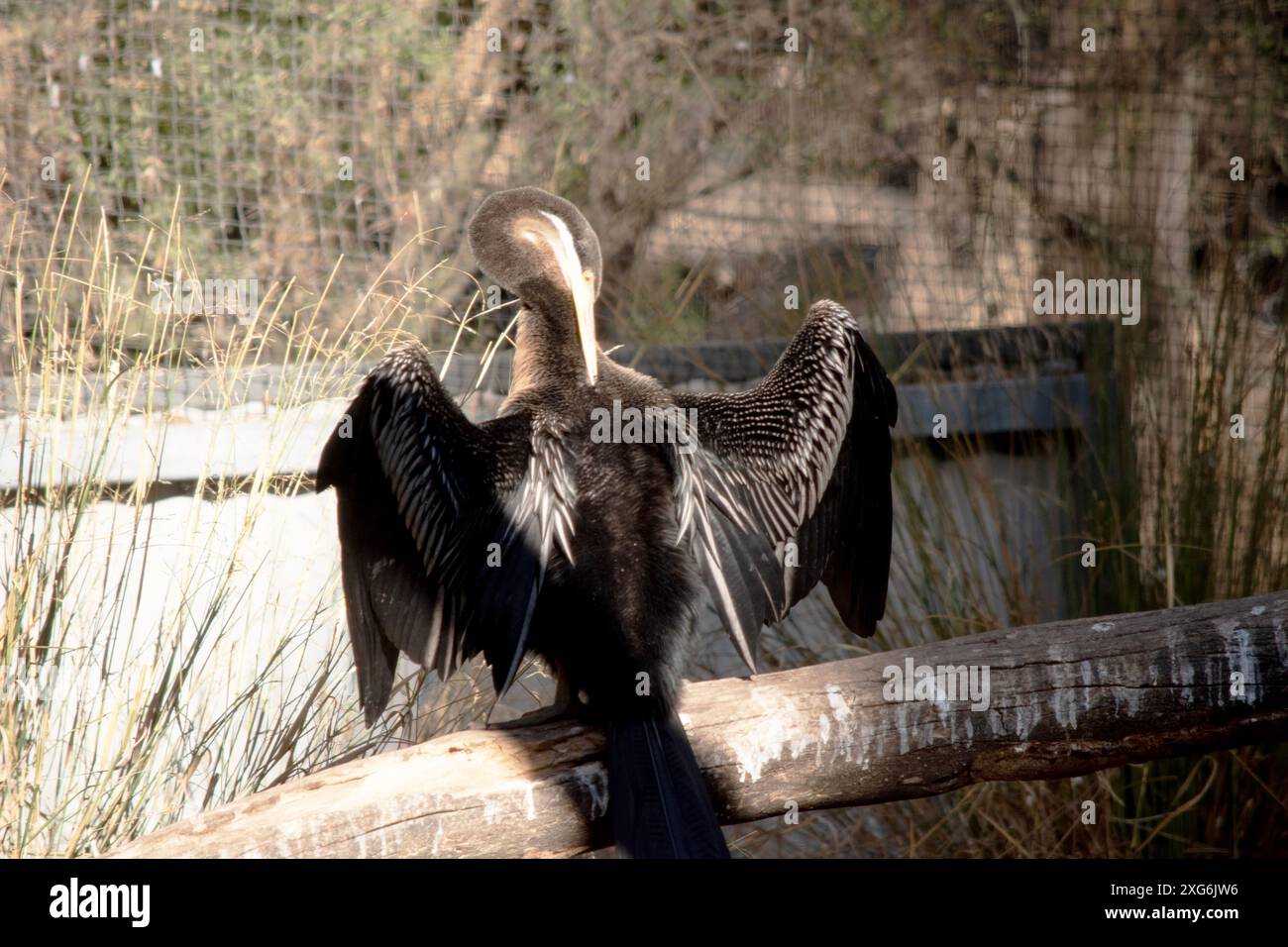 The Darter is a large, slim water bird with a long snake-like neck ...