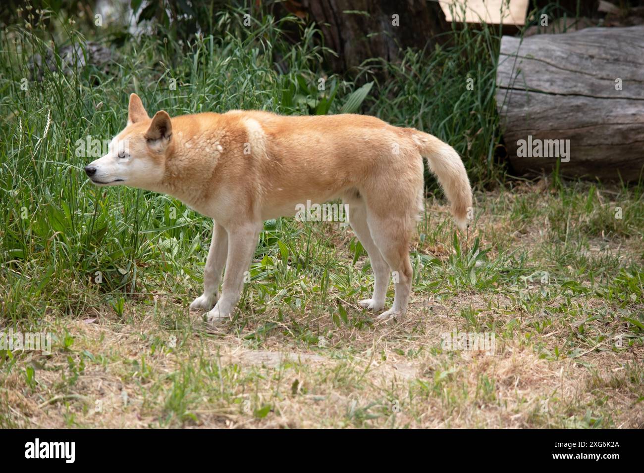 Dingos have a long muzzle, erect ears and strong claws. They usually ...