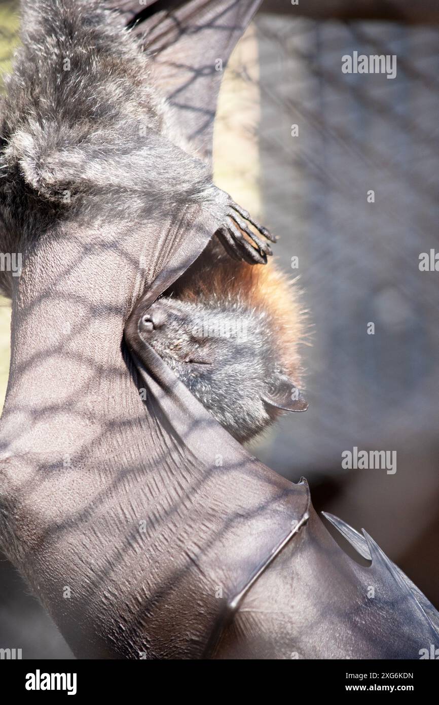 Bats are the only mammals that can fly. Instead of arms or hands, they ...