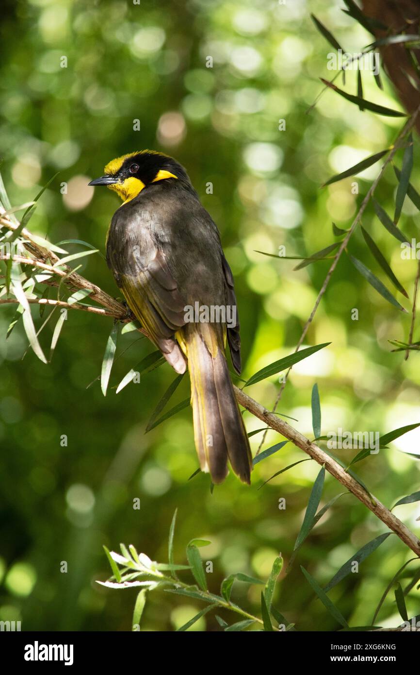 The helmeted honeyeater has a bright yellow forehead, crown and throat ...