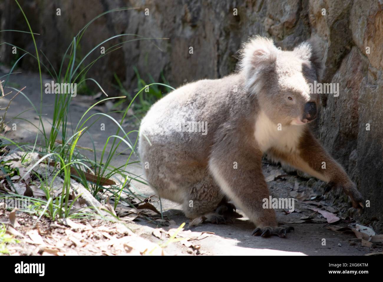the Koala has a large round head, big furry ears and big black nose ...