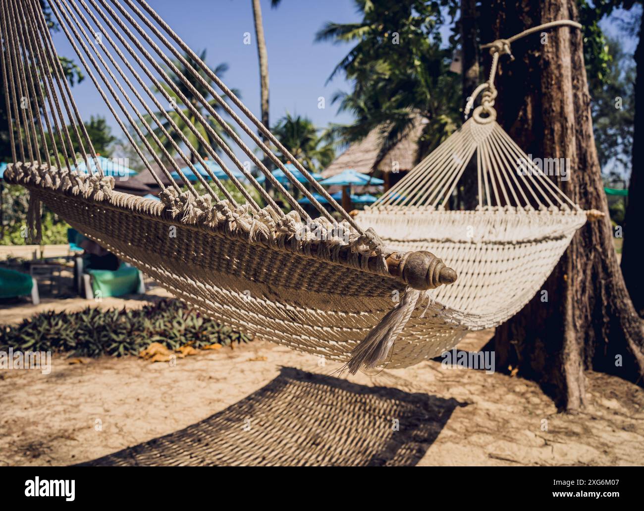 A white rope hammock swings between two trees Stock Photo - Alamy