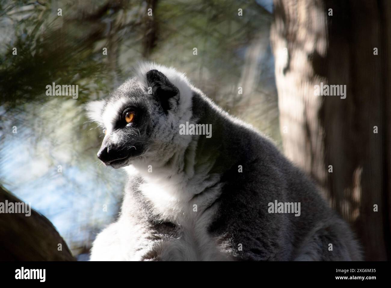 The Ring-tailed lemur backs is grey with grey limbs and dark grey heads ...