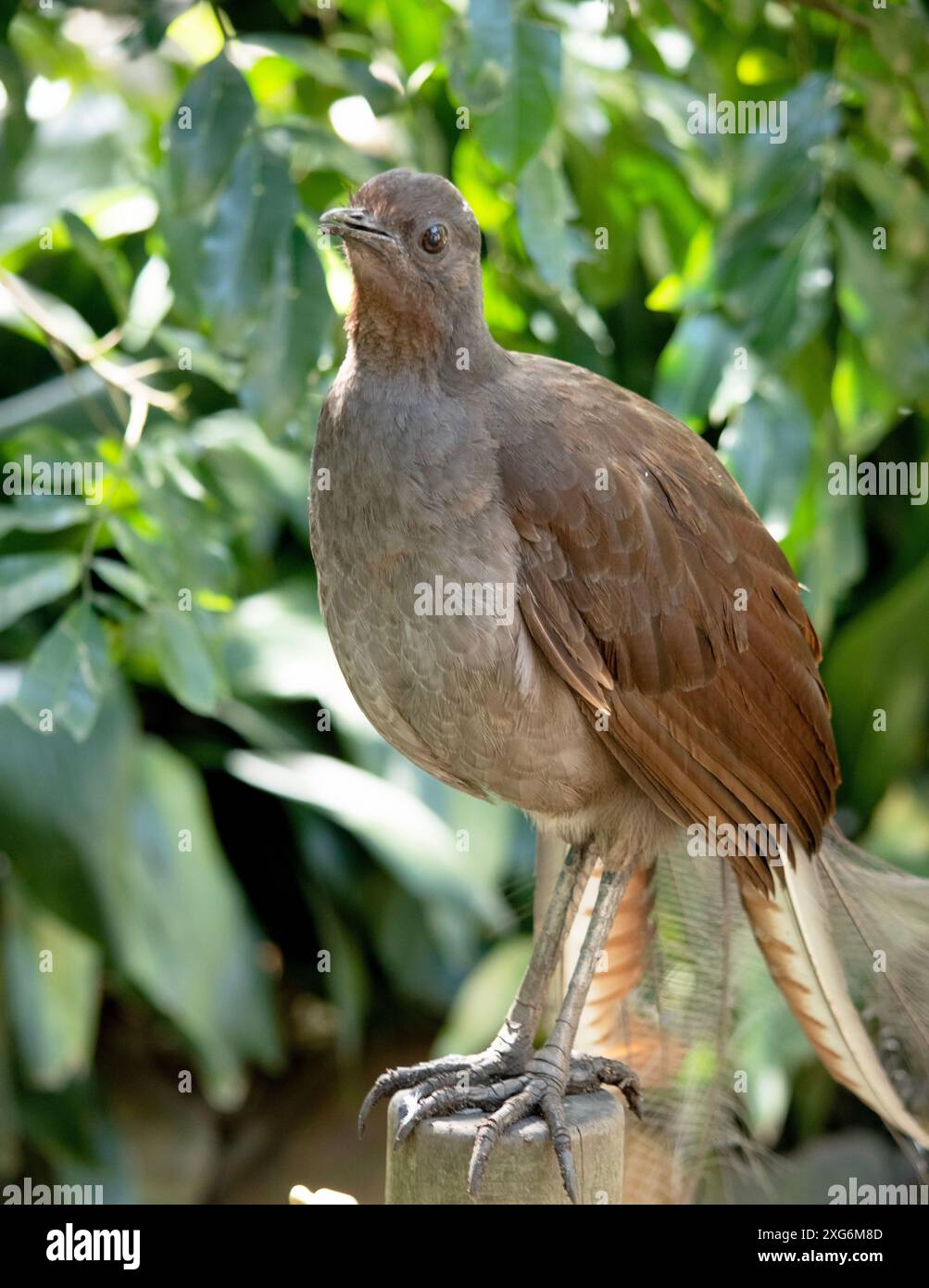 the lyre bird male has an ornate tail, with special curved feathers ...