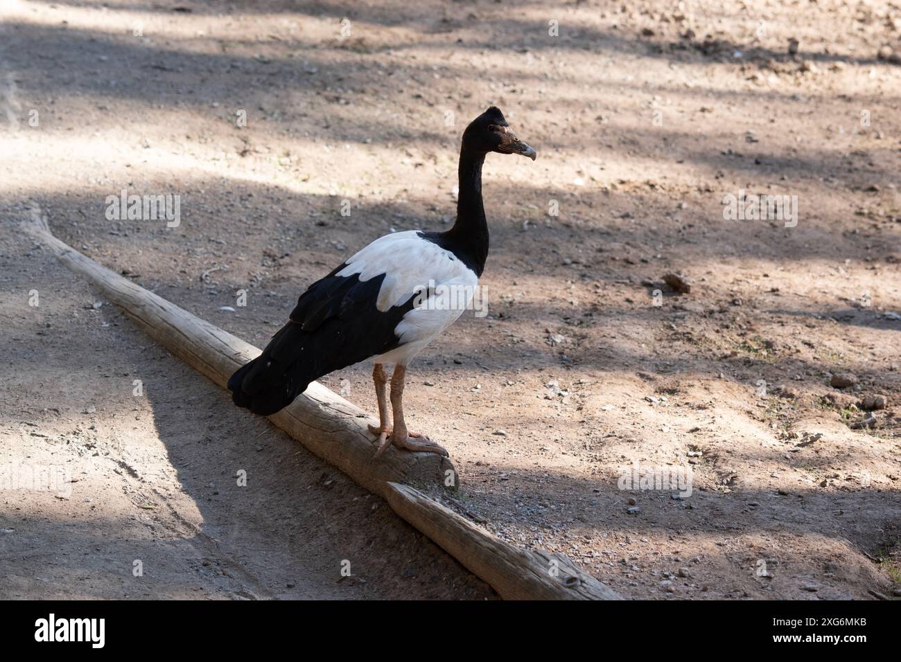 The magpie goose is a black and white seabird with black head and neck ...