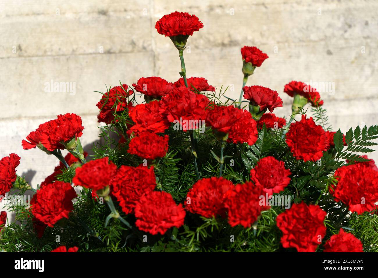1974 portugal carnation hi-res stock photography and images - Alamy