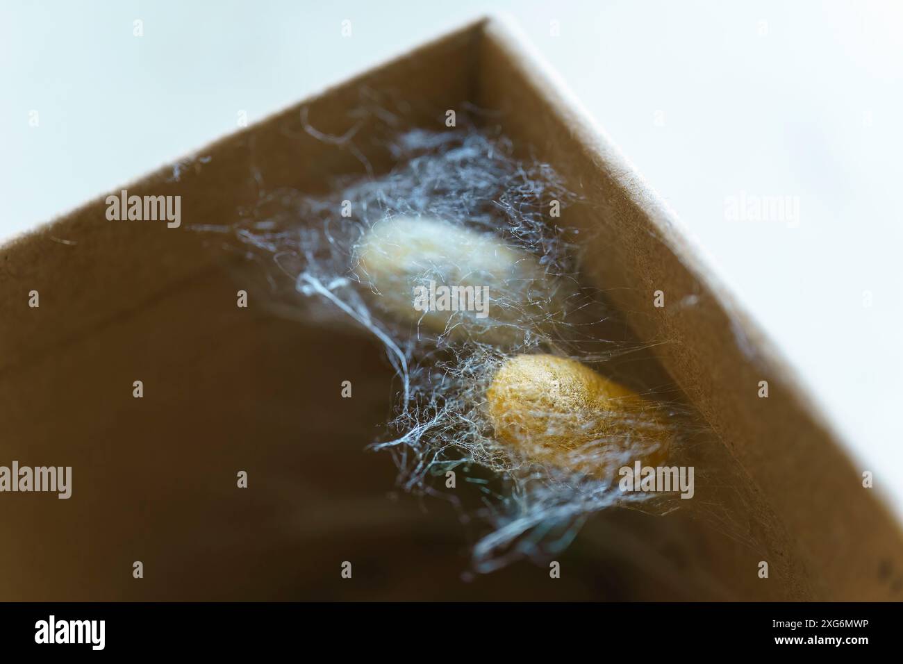 Rearing of silkworms hi-res stock photography and images - Alamy