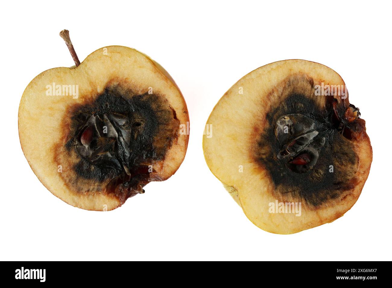 A rotten apple cut in two halves isolated on white background Stock ...