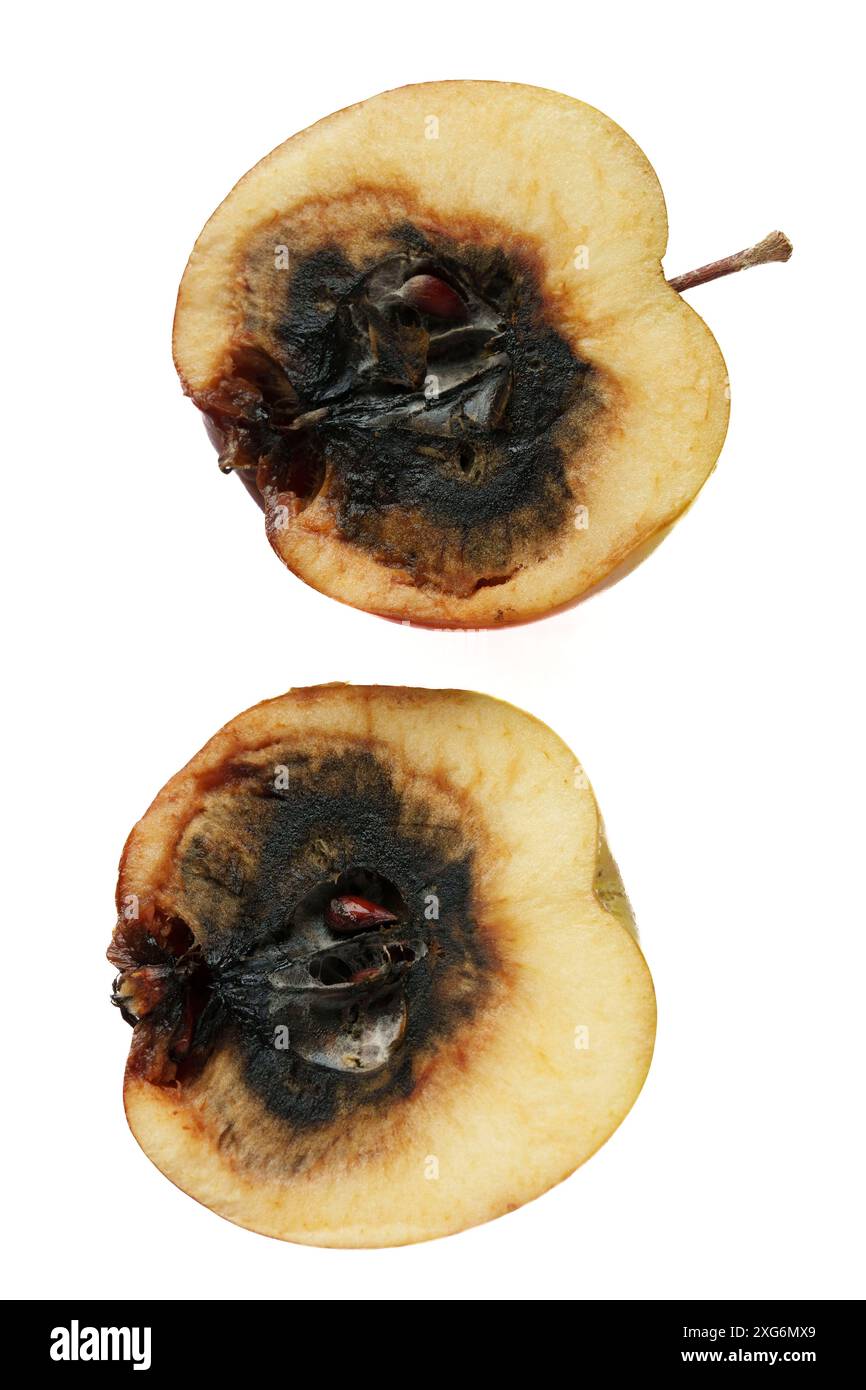 A rotten apple cut in two halves isolated on white background Stock ...