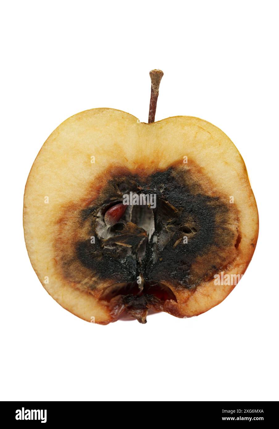 A rotten apple cut in two halves isolated on white background Stock ...
