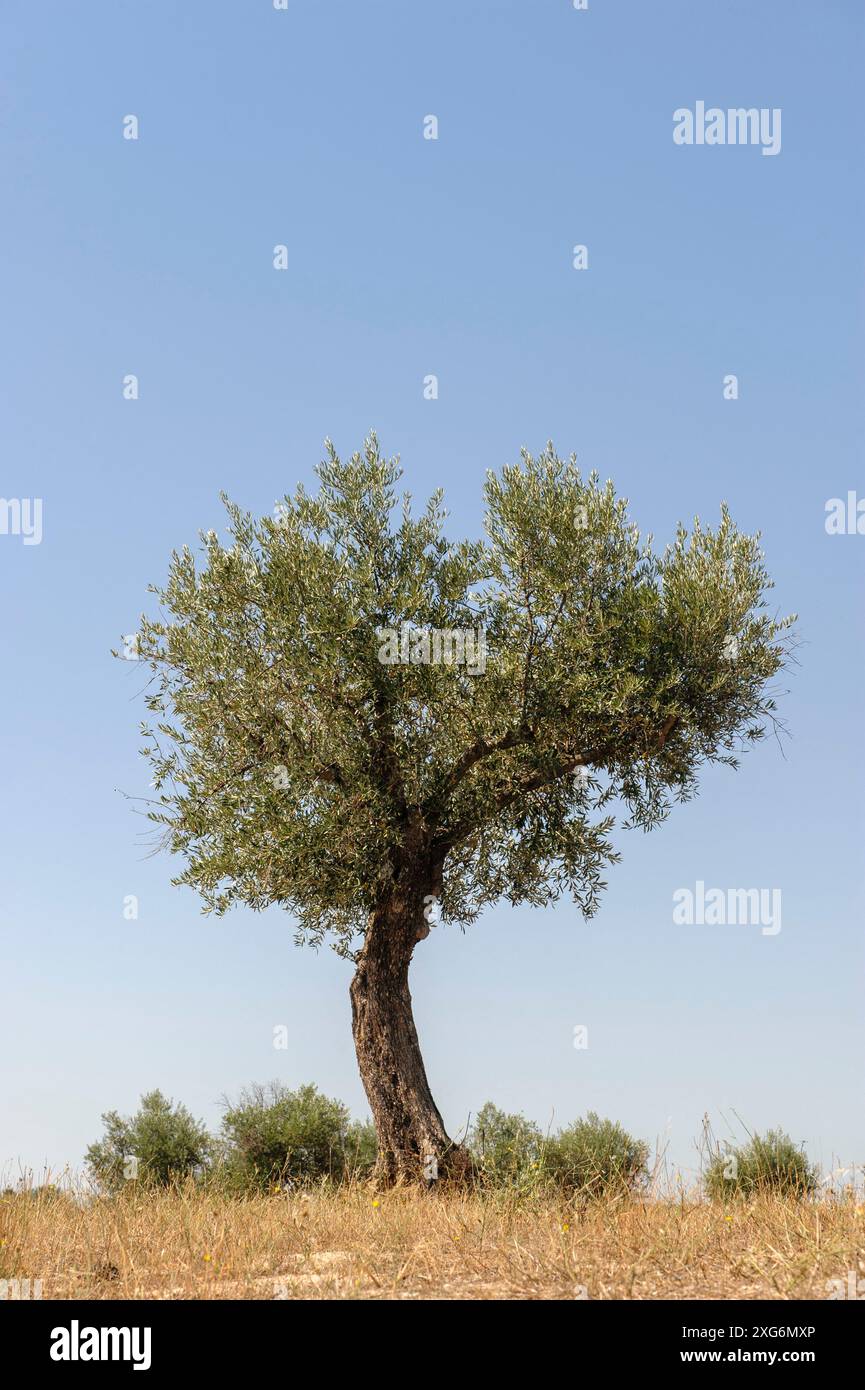 Olive tree olea europaea gnarled hi-res stock photography and images - Alamy