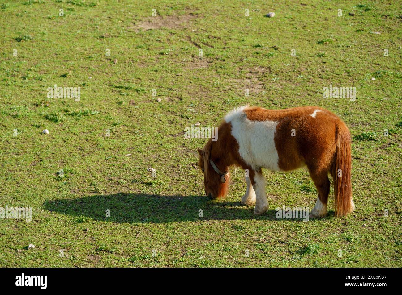 Small white pony standing hi-res stock photography and images - Alamy
