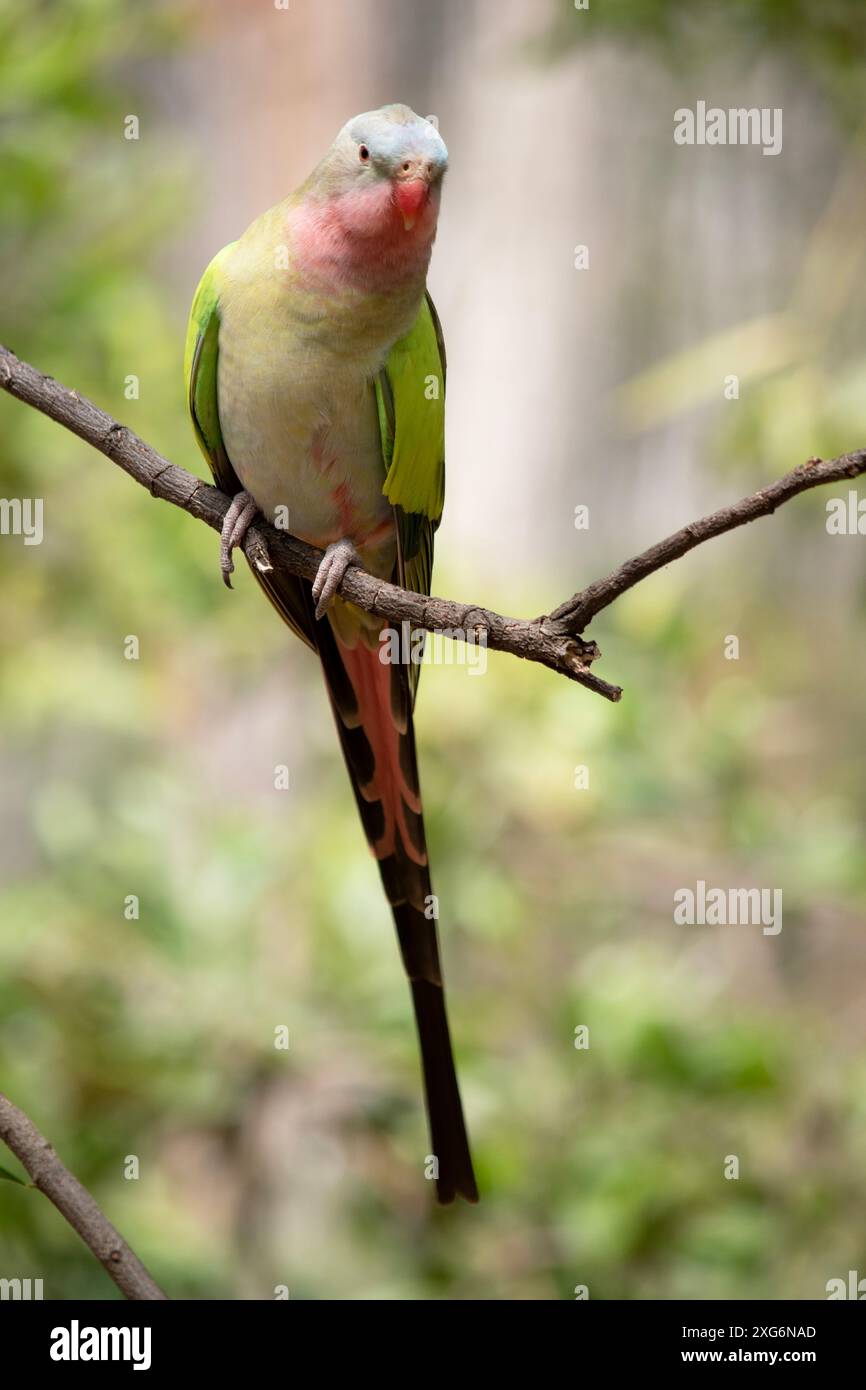 the princess Alexandra parrot has a pink neck and a light blue head and ...