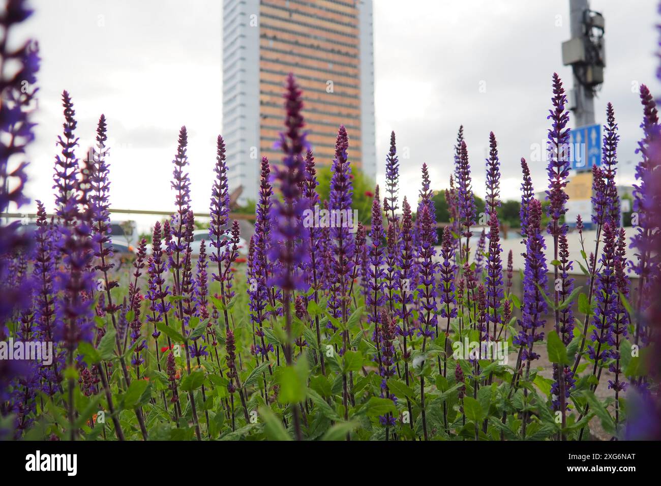 Morning in Budapest, Hungary. Lawn next to road. Cars driving fast ...