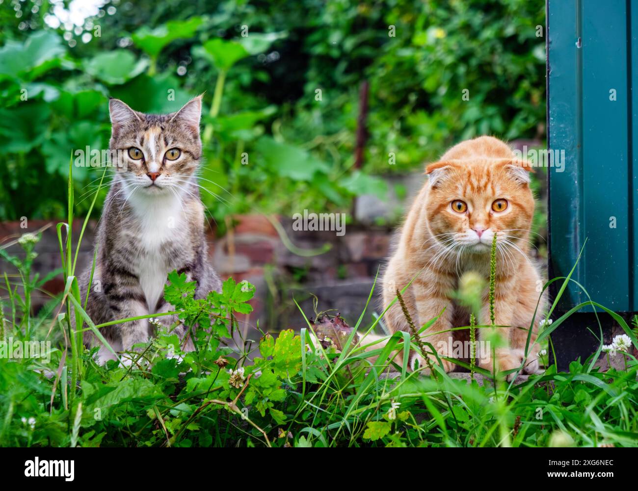 Two domestic cats on grass hi-res stock photography and images - Alamy