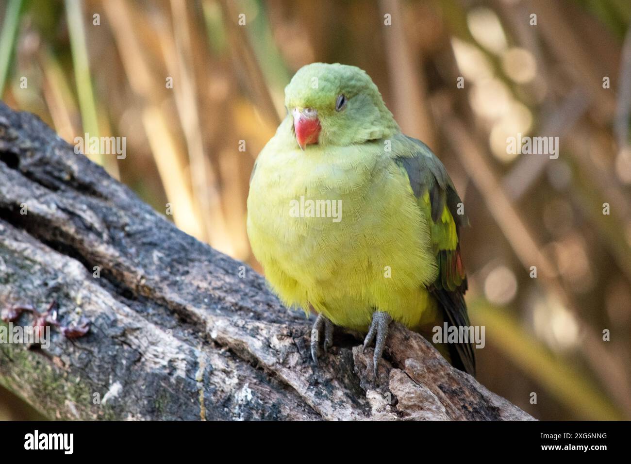 The female regent parrot is all light green. It has yellow shoulder ...