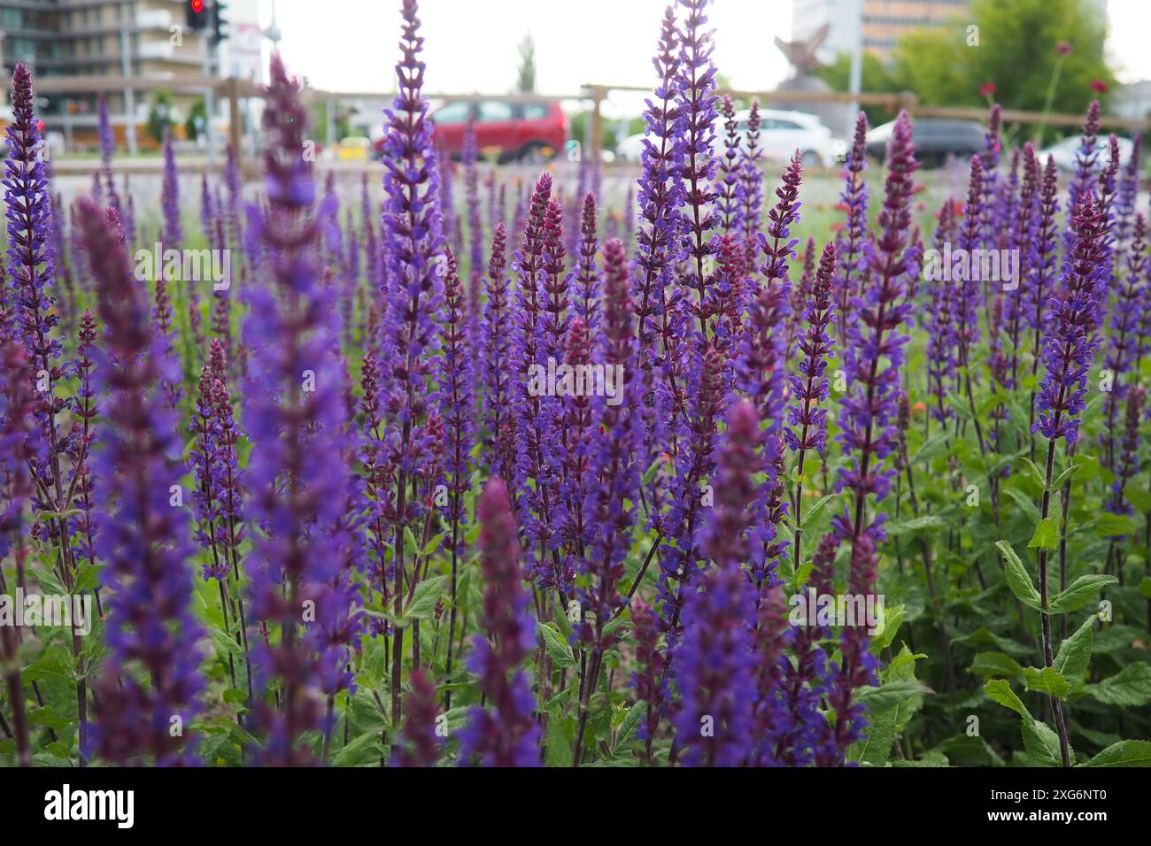 Morning in Budapest, Hungary. Lawn next to road. Cars driving fast ...