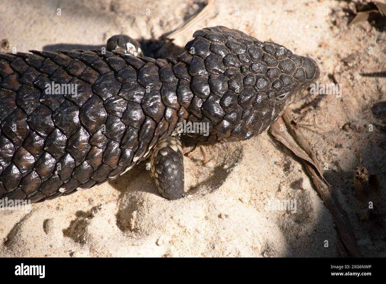 The Shingleback has a very large head, a very short blunt tail, short ...