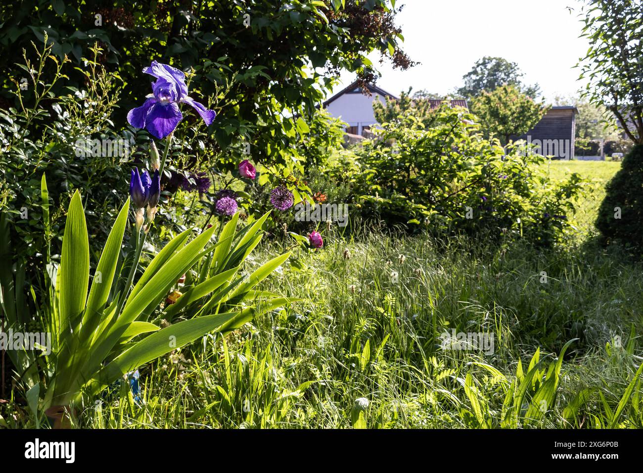 Unmown lawn hi-res stock photography and images - Alamy