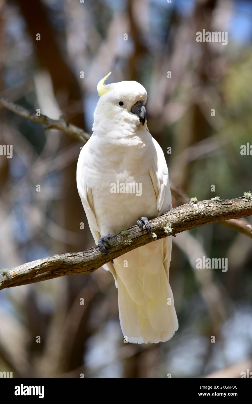 The sulphur crested cockatoo is a white bird with a yellow crest Stock ...