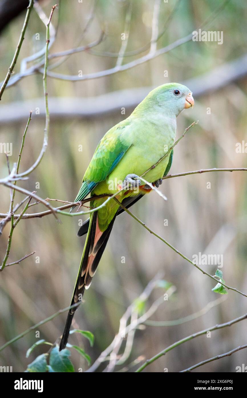 the female superb parrot has a green body and an orange beak Stock ...