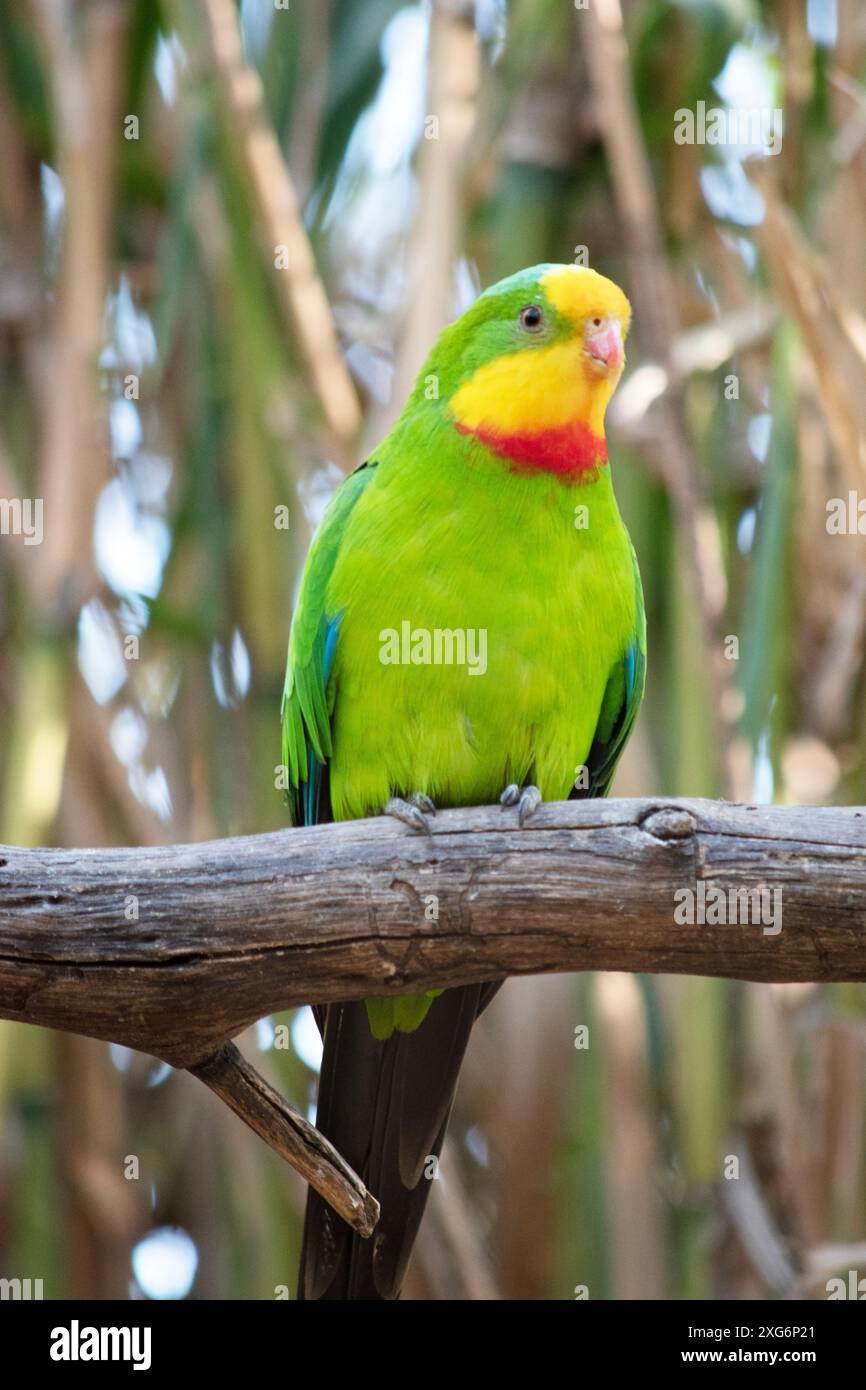 the superb parrot has a green body with red under its neck and yellow ...