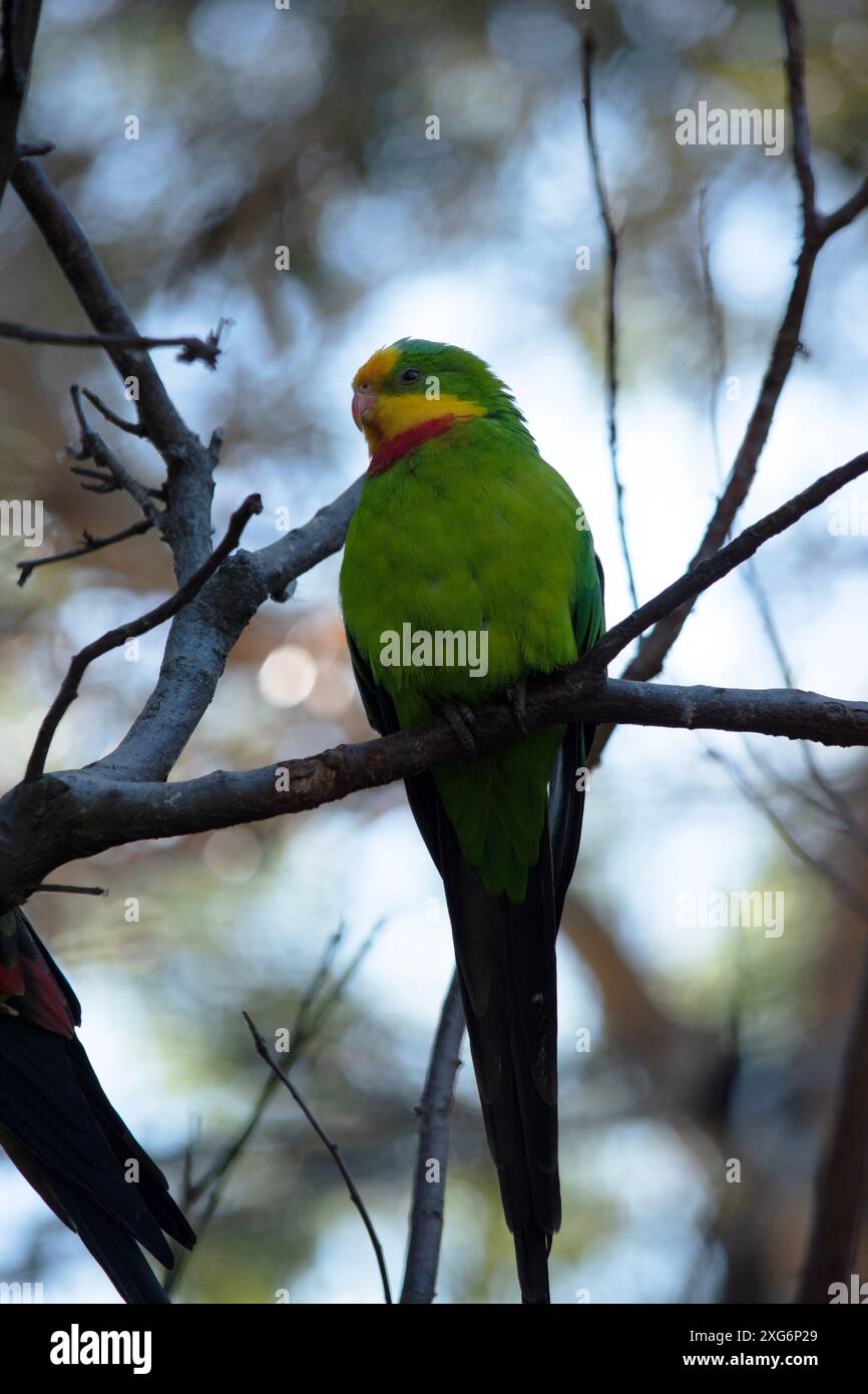 the superb parrot has a green body with red under its neck and yellow ...