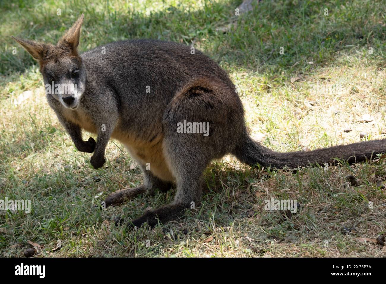 The swamp wallaby has dark brown fur, often with lighter rusty patches ...
