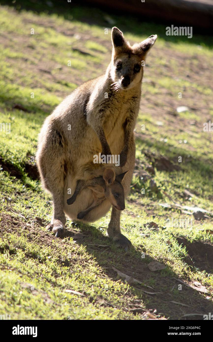 The swamp wallaby has dark brown fur, often with lighter rusty patches ...