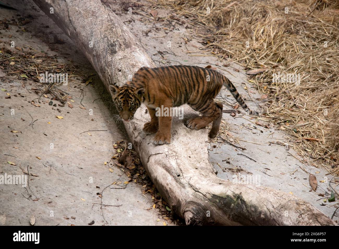 Tiger cubs are born small, blind, and weak. They're born with all their ...