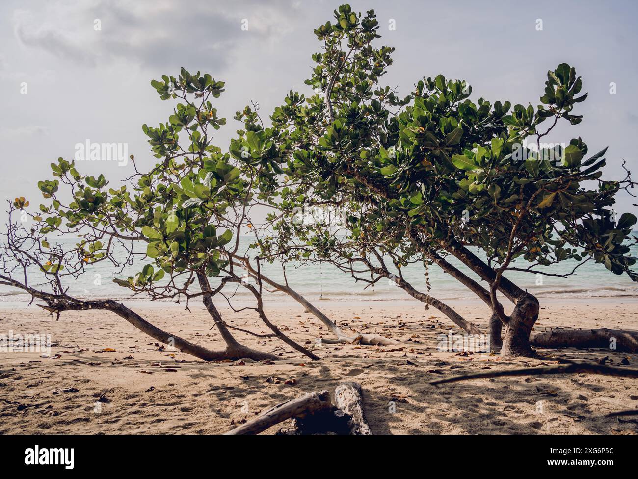 Big tree at the beach hi-res stock photography and images - Alamy