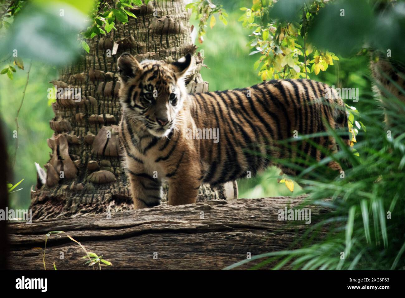 At four months of age tiger cubs are about the size of a medium-sized ...