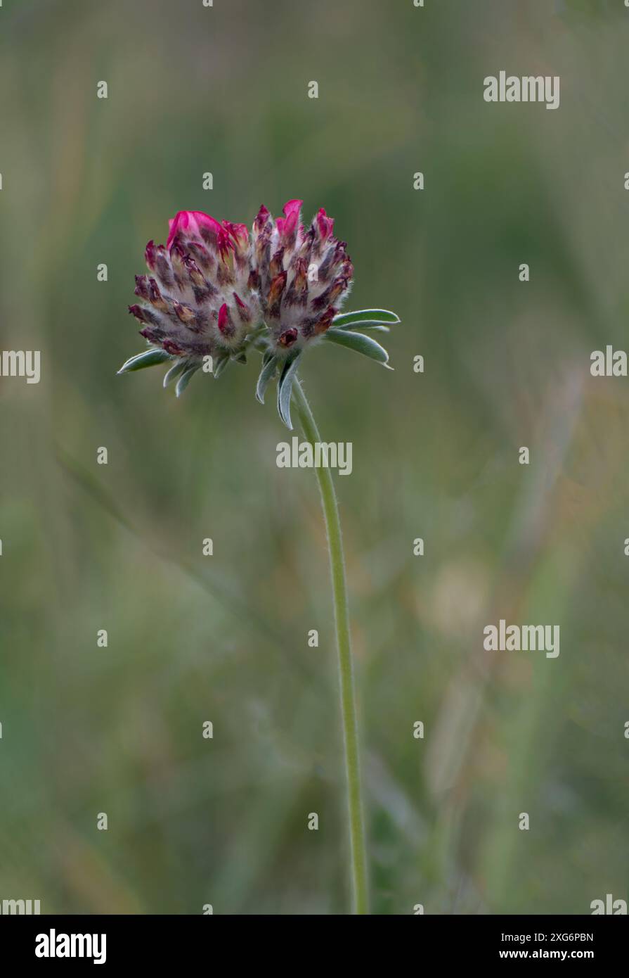 A single pink kidney vetch flower standing against a blurred background ...