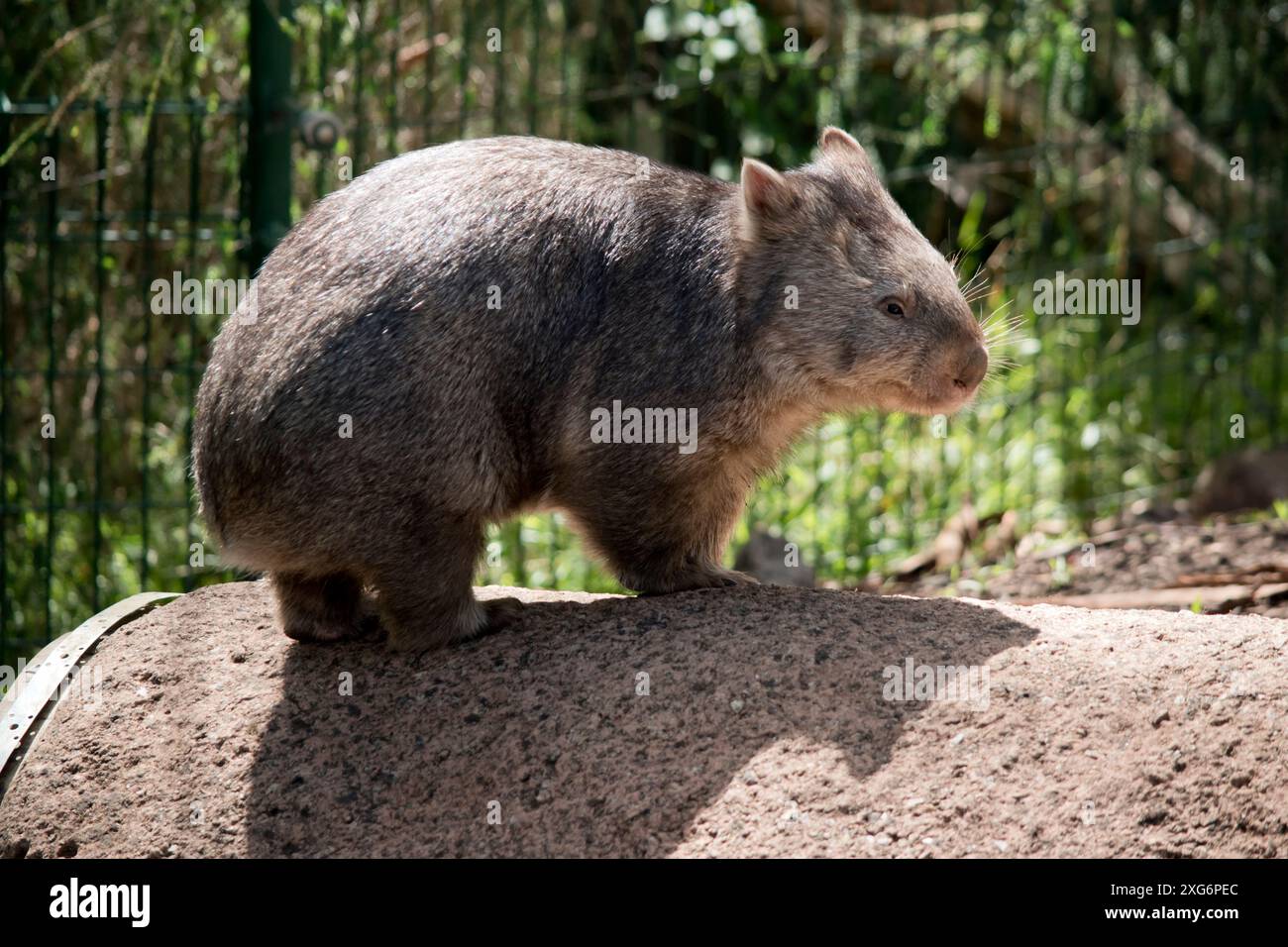 the common wombat has a large, blunt head with small eyes and ears, and ...