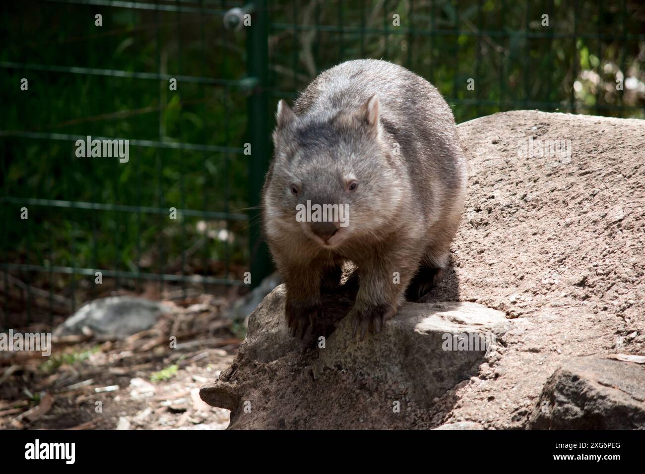 the common wombat has a large, blunt head with small eyes and ears, and ...