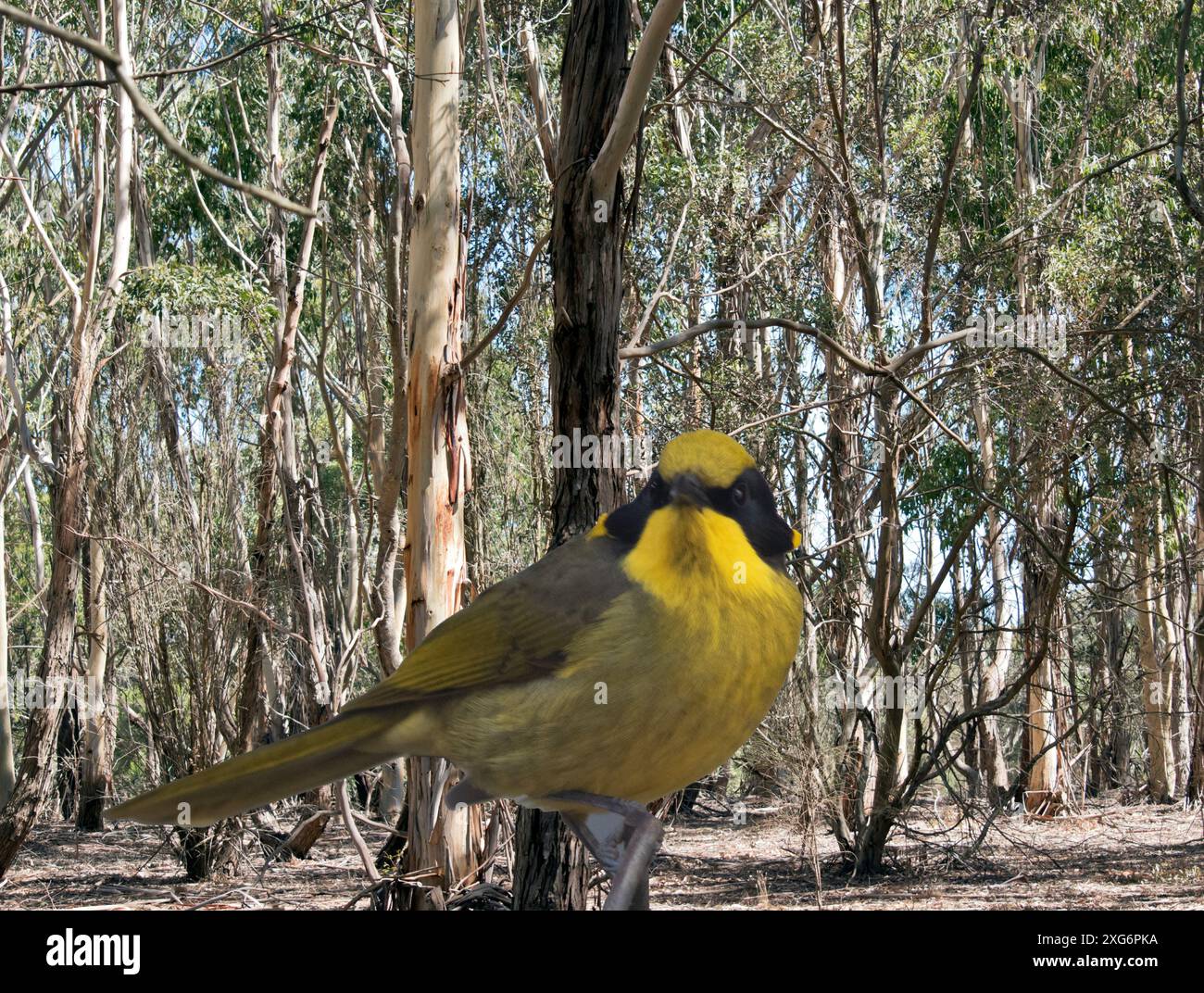the yellow tufted honeyeater has a bright yellow forehead, crown and ...