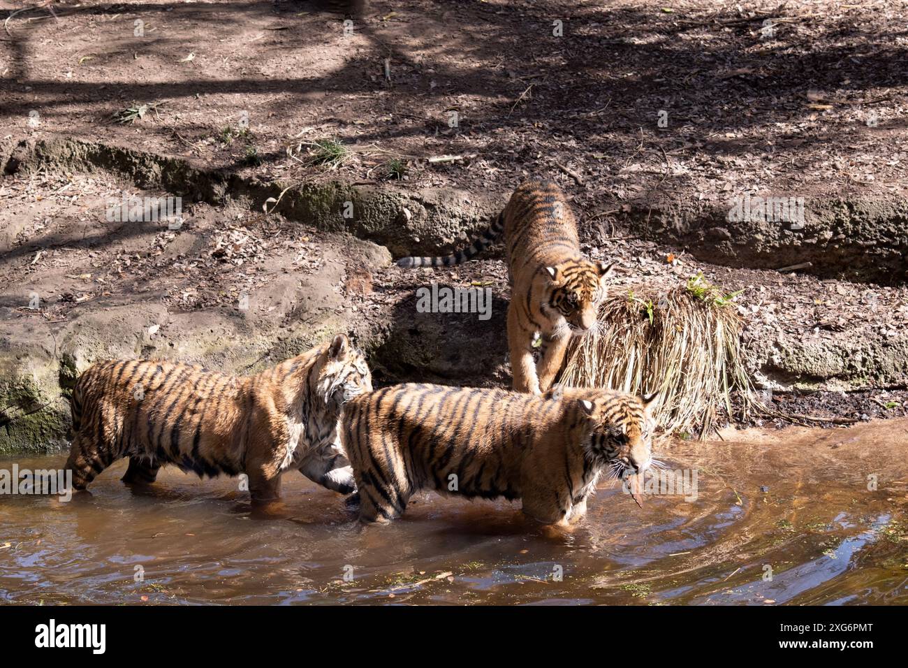 Young tigers have a coat of golden fur with dark stripes, the tiger is ...