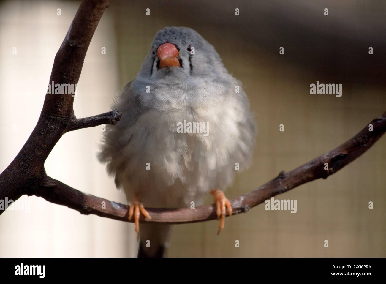 the female finch has a grey body with a white under belly with a black ...