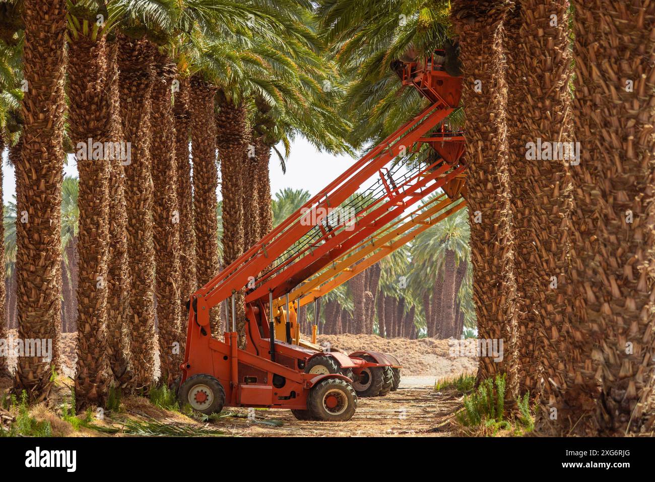 Date harvester picking fruits from date palms. Mechanical dates ...