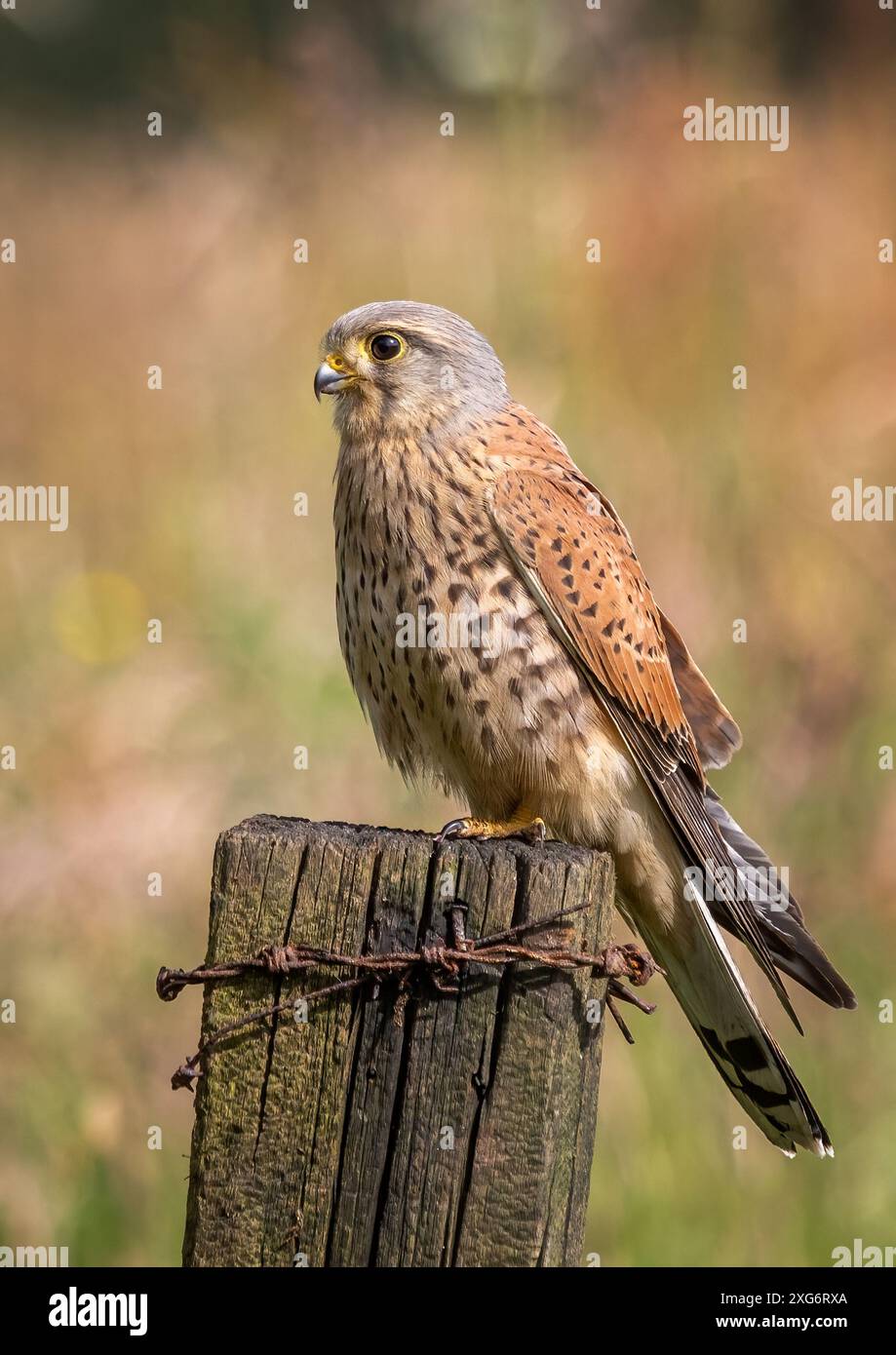 A beautiful portrait of a male kestrel. Beautiful lighting compliments the image as he is ...