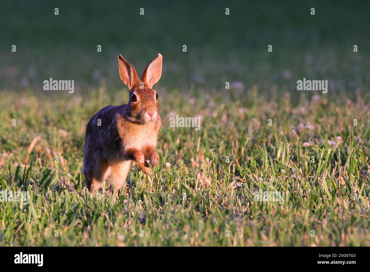 A European rabbit hopping in a green grassy meadow Stock Photo - Alamy