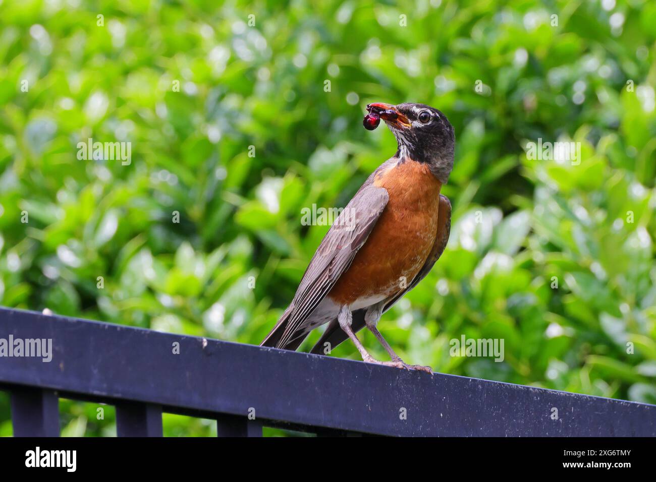 Robin berry beak hi-res stock photography and images - Alamy