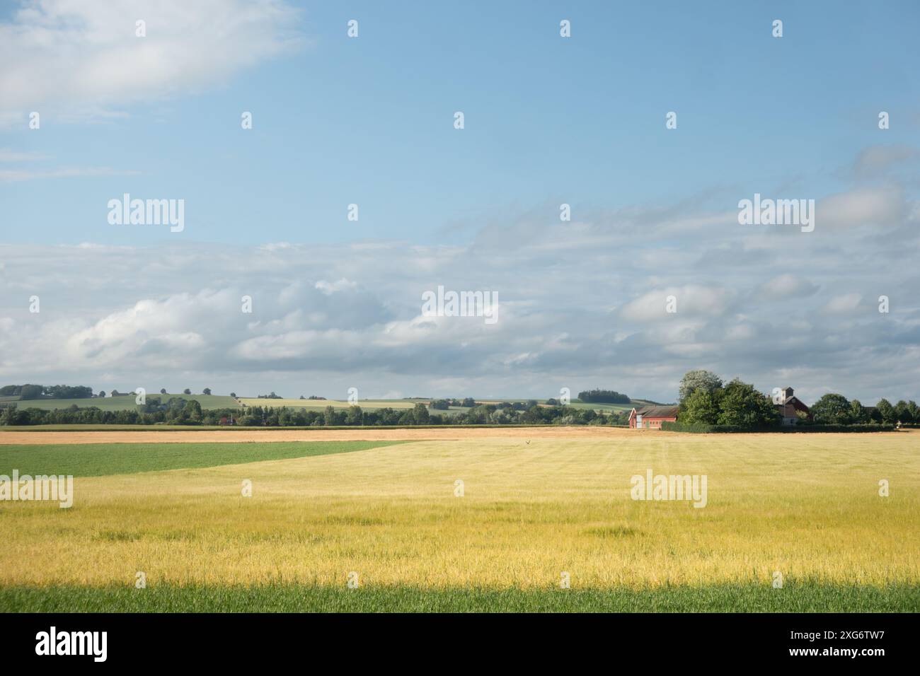 Agricultural landscape in Scania, Sweden, with yellow wheat crops ...
