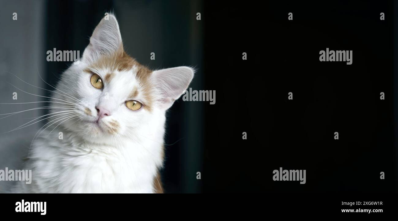 Portrait of cute tabby cat making a silly face over dark background ...