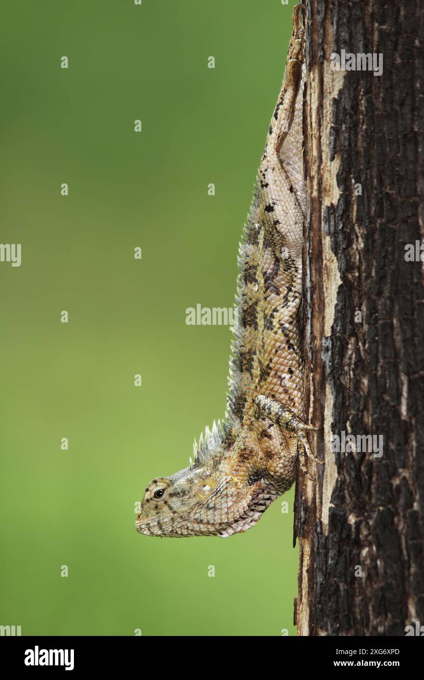 Oriental Garden Lizard, Changeable Lizard, Calotes, Versicolor, Yala ...