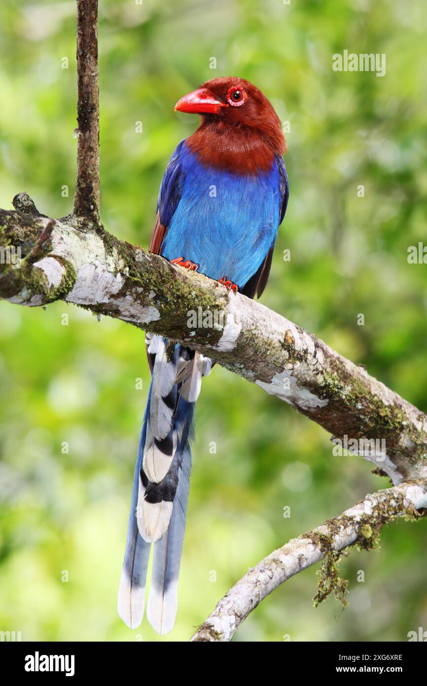 Sri Lanka Blue Magpie, Ceylon Magpie, Urocissa Ornata, Endemic ...